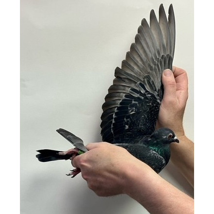 Jan Aarden – Louella Pigeon World