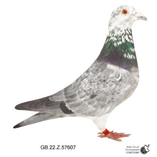 Shop – Louella Pigeon World