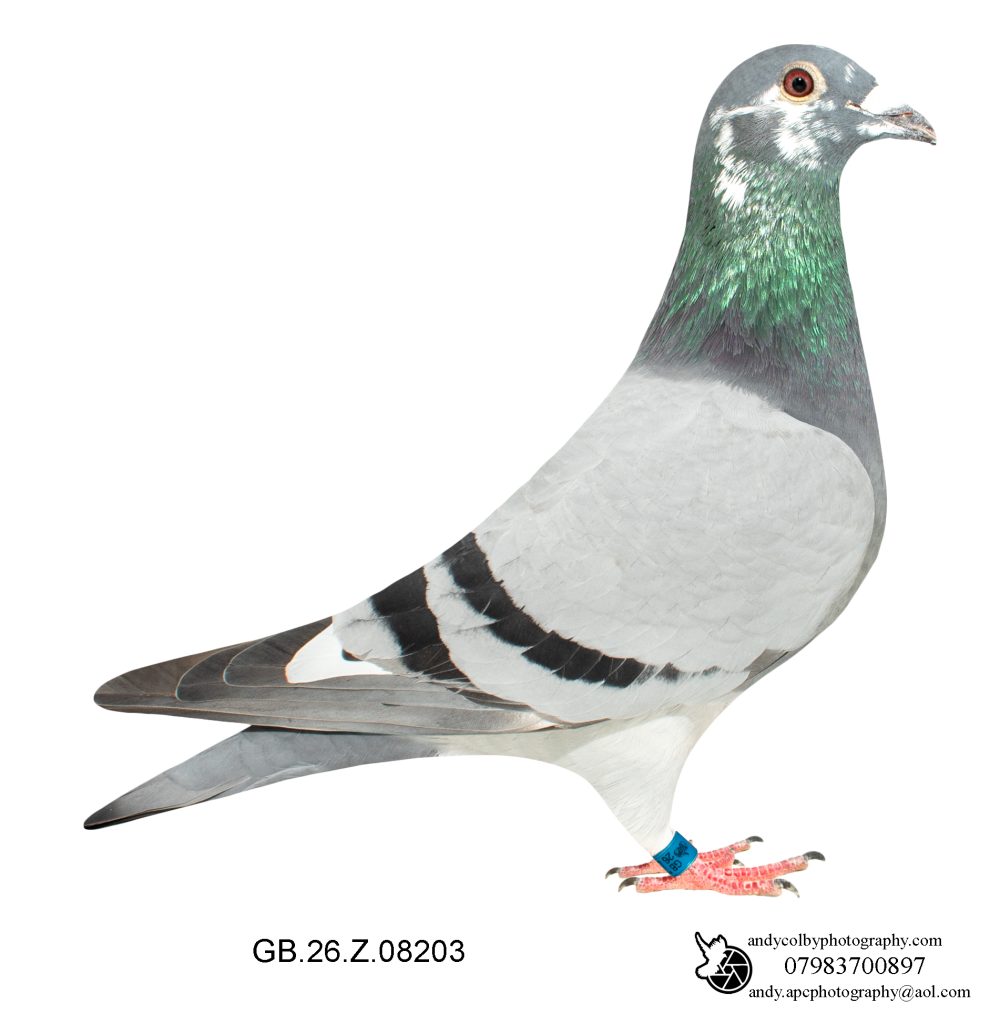 Louella Leideman Bros Blue Slight Pied Cock 26-203 Ref 7740 – Louella ...
