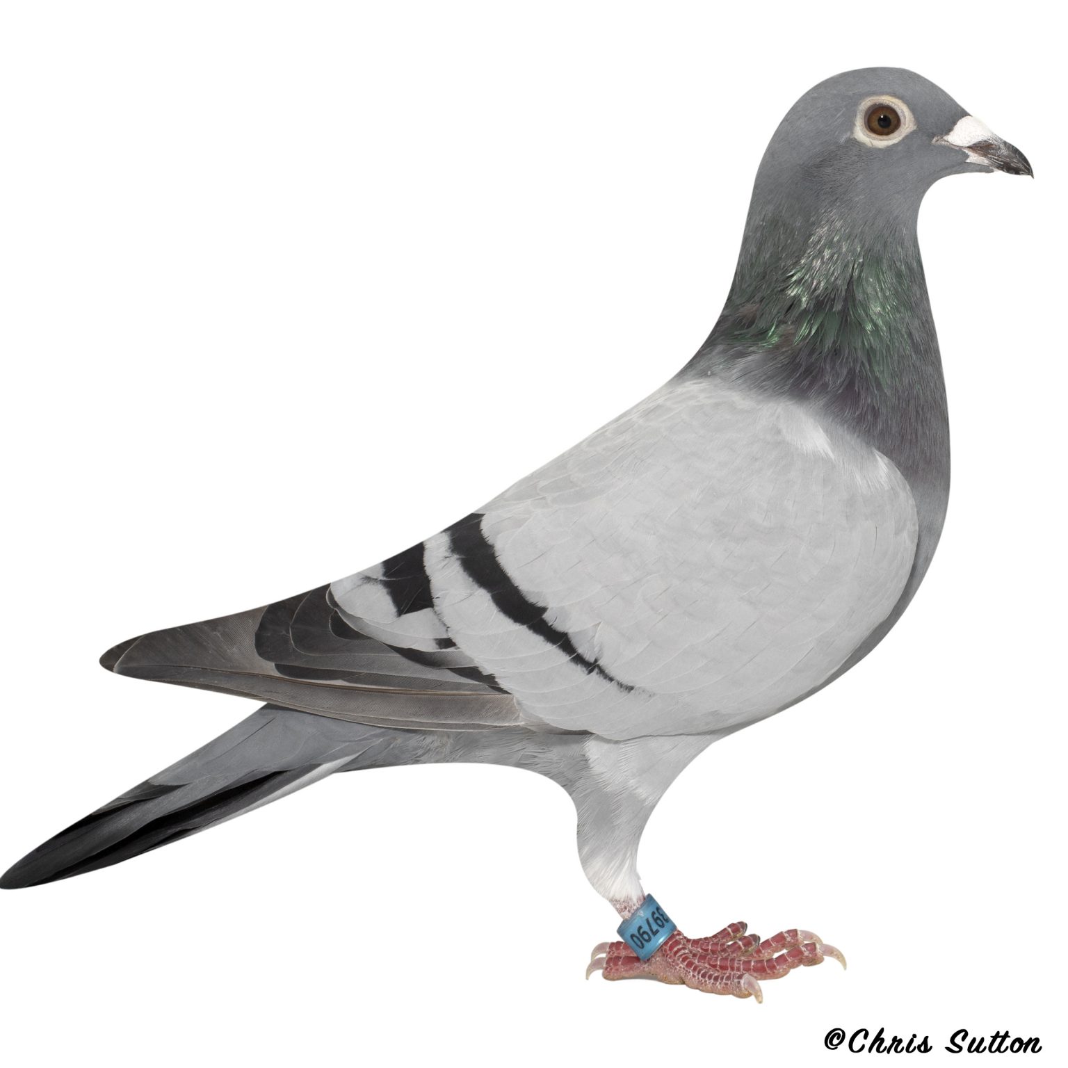 Jan Aarden – Louella Pigeon World