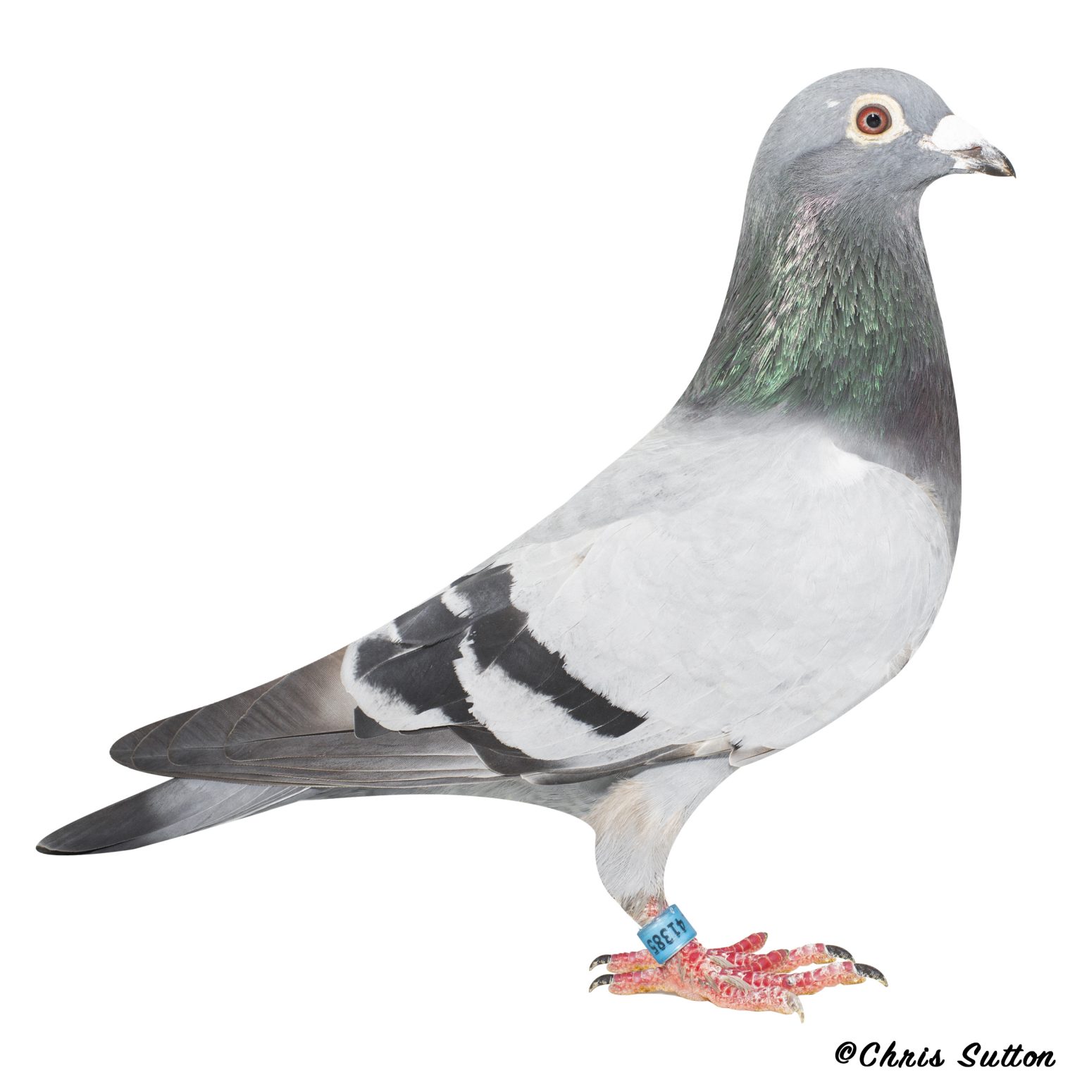 Products – Louella Pigeon World